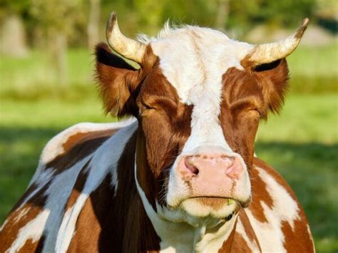 Cow Idioms Matters