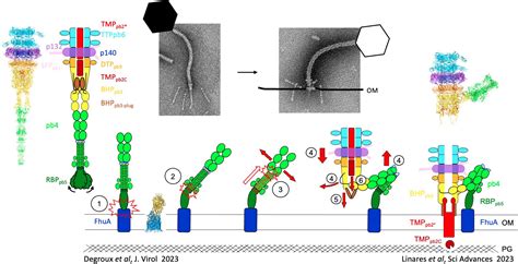 How Does Host Recognition Trigger Infection In Siphophages Bacterial