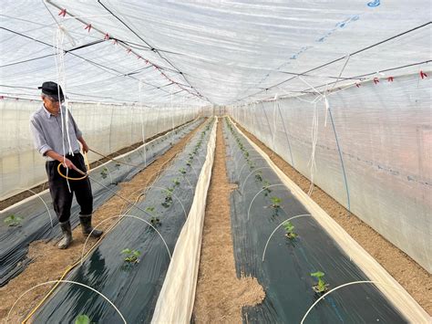半促成キュウリの定植開始4月から出荷スタート 営農日記 JA愛媛たいき