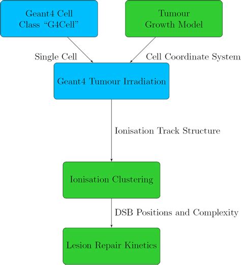 Single Cell Geometry Modelled In The Current Simulations Dna Is Not
