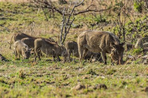 Warthog 库存照片 图片 包括有 诞生 哺乳动物 生活 通配 栖所 物体光点 野生生物 31219434