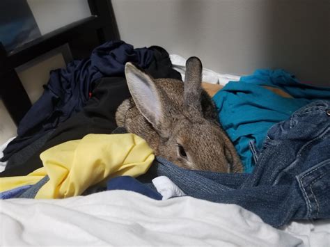 Its Laundry Day R Rabbits