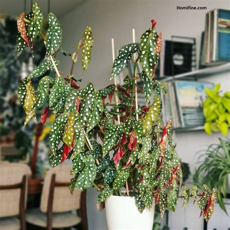 7 Beautiful Begonia Maculata Varieties For Plant Display ~