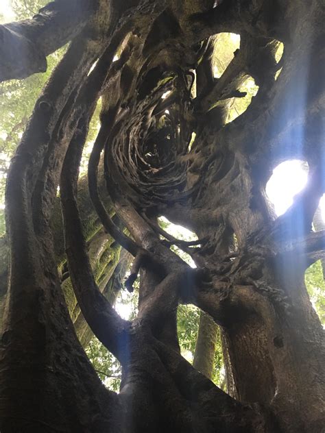 Hollow Fiscus Tree In Santa Elena Costa Rica You Climb Up From The