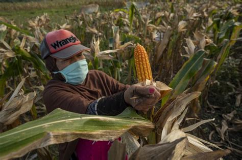Pemkab Buol Dorong Petani Tingkatkan Produksi Jagung Republika Online