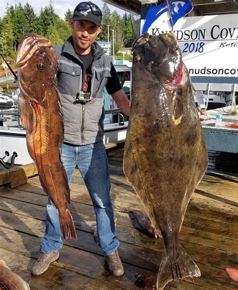 Collection 100 Pictures Show Me A Picture Of A Halibut Superb