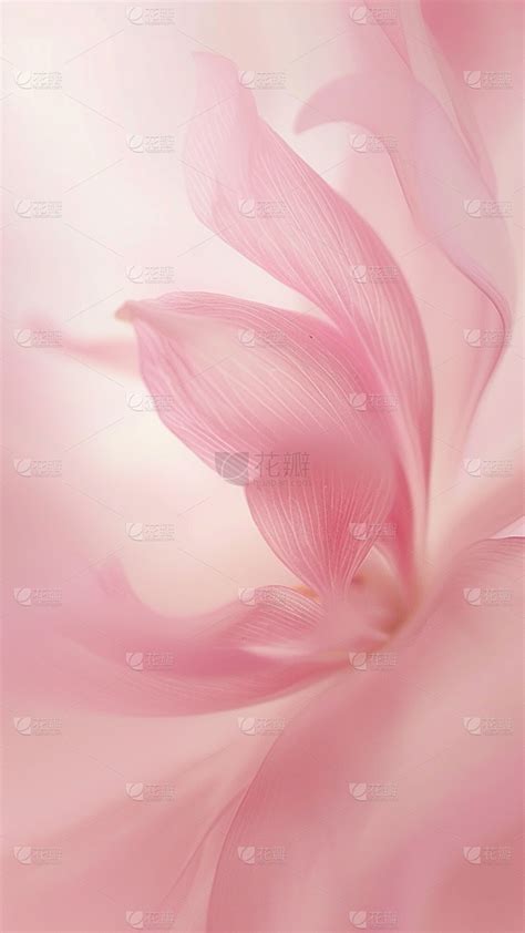 背景通用粉色花朵花瓣特写背景图片素材