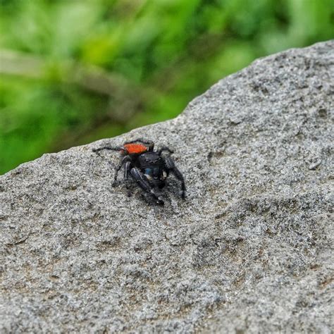 Phidippus Johnsoni 10 000 Things Of The Pacific Northwest