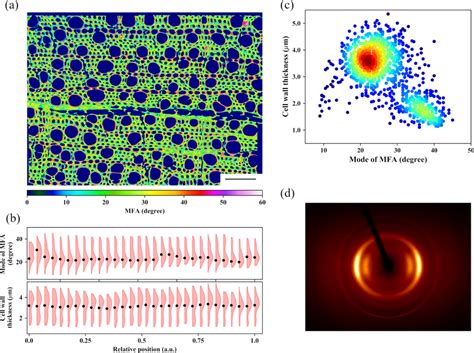 Intra Annual Fluctuations Of Cellulose Microfibril Angle Mfa And Cell