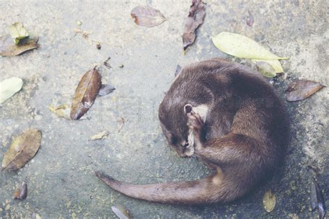 Aonyx Cinereus