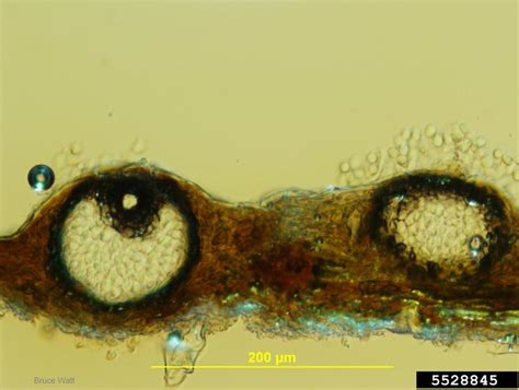 Phyllosticta Leaf Spots Genus Phyllosticta Pers