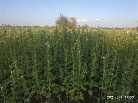 နတ်မောက်မြို့နယ်၌ မြေအောက်ရေသွင်းစိုက်ပျိုးသည့် နွေနှမ်းစိုက်ခင်းများ အောင်မြင်ဖြစ်ထွန်း