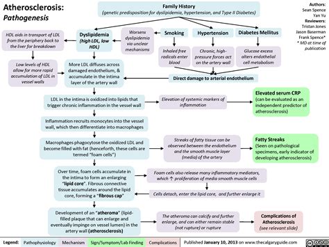 Atherosclerosis Pathogenesis