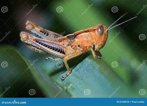 Grasshopper Nymph Chromacris Speciosa On Leaf Royalty Free Stock