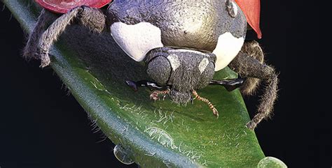 Ladybug Journey Visual 1 Full Cgi On Behance