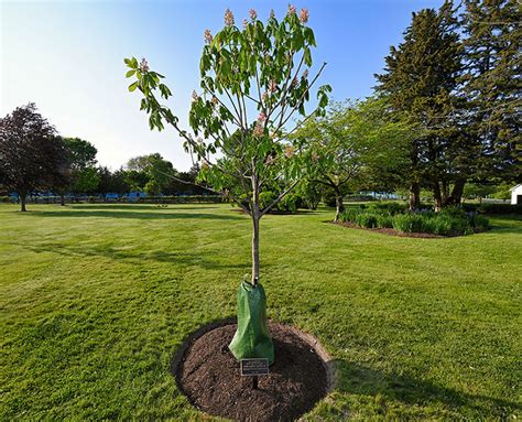 Memorial Tree Dedication In Presidents Garden Blog Wheaton College