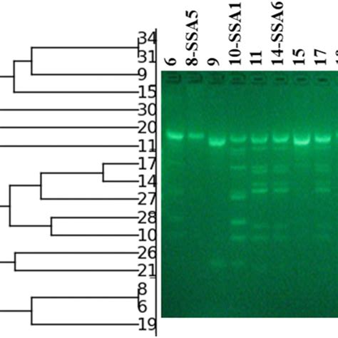 Dendrogram Representing The Genetic Relationships Among The Bacterial