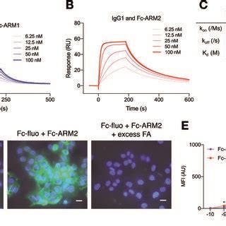 Fc Binding Antibody Recruiting Molecule Fc Arm Concept In Comparison