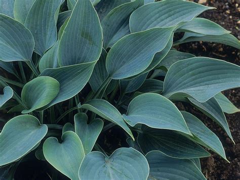 10 Beauitful Shade Hosta Garden Ideas ~ Bees And Roses