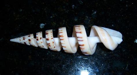 Sea Shells Shells Auger Shell