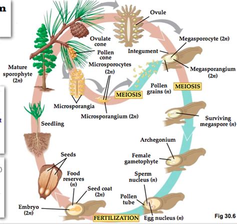 Chapter 30 Plants Flashcards Quizlet