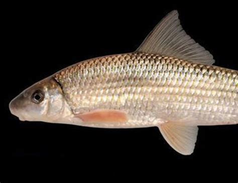 Shorthead Redhorse Life Expectancy