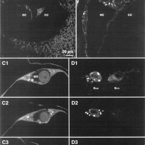 A D Organelle Nucleoids In Male And Female Gametes In P Auriculata