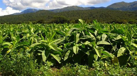 Български учени Семената на тютюна могат да се ядат Новини бг