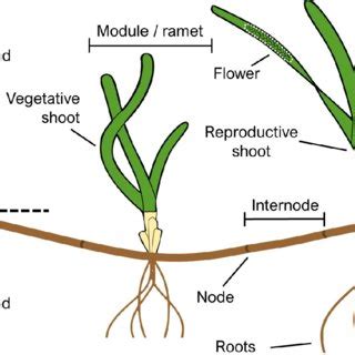 Key Morphological Structures Of A Single Eelgrass Zostera Marina