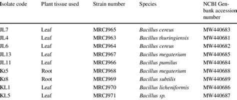 Molecular Identification Of Endophytes From R Dentatus Download