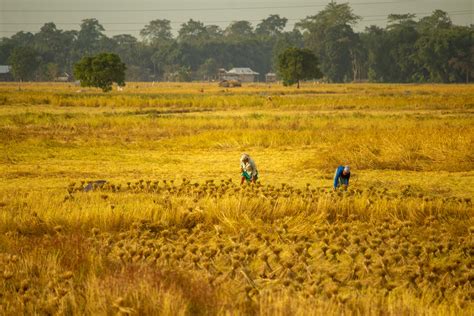 Assam Adventures Mountain Homestays