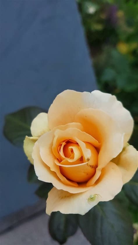 장미는 여전히 예쁘게 피네요 뉴스트림