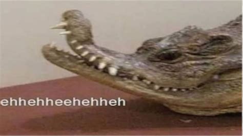 Goofy Ahh Croc Awards Youtube