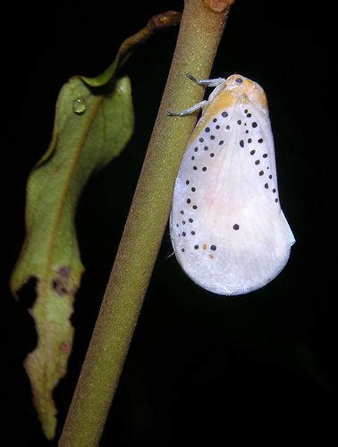 Flatidae Alchetron The Free Social Encyclopedia