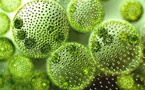 Detox With Algae One Of The Most Healthful Foods Is By Beauty