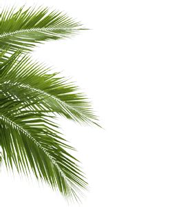 Rainforest Color Hex Code Is 489A3B