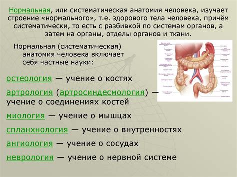 Введение в анатомию Online Presentation