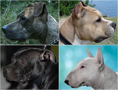 Dog Breed Groups Unraveling The Intricacies Of Canines