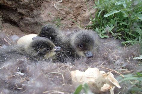 Bebirds
