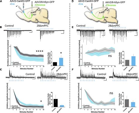 Mdt Mpfc Inputs Are Uniquely Modified By Deletion Of Glun2b From