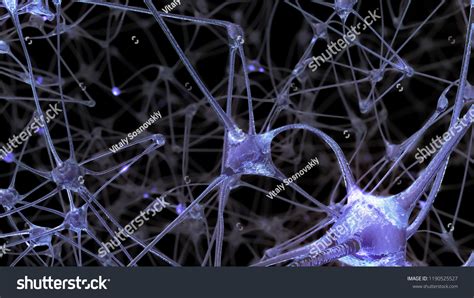 3d Rendering Network Neuron Cells Synapses Stock Illustration 1190525527 Shutterstock