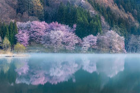 경치 경치가 좋은 계절 계절의 아름다움 고요한 고요한 반성 골짜기 그림 같은 꽃 꽃이 만개한 나무 녹지 물 박무 반사 벚꽃 봄 부드러운 색