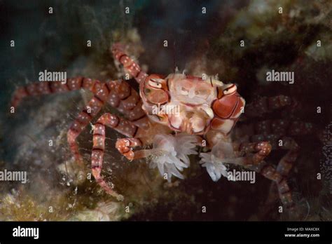 Pom Pom Crab Or Boxer Crab Lybia Tesselata Picture Was Taken In The