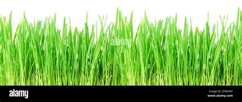 Seamless Fresh Spring Green Grass Isolated On A White Background Grass