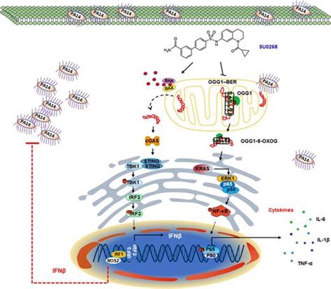 Small Molecule Inhibitor Of 8 Oxoguanine Dna Glycosylase 1 Regulates