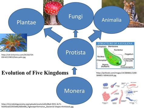32 Classification Aims And Principles Biology Class 9 Fbise