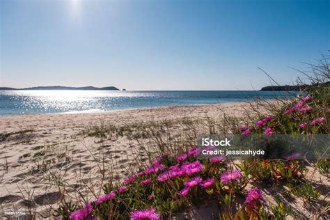 Hottentotfig 얼음 식물 모래 해변에 깊은 자홍색 꽃 0명에 대한 스톡 사진 및 기타 이미지 0명 갈리시아 개화기 Istock