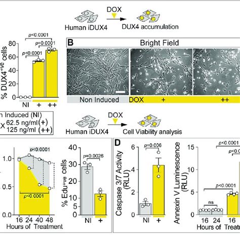 Dux4 Blocks Proliferation And Triggers Cell Death In Human Myoblasts