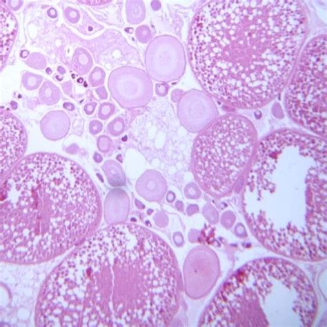 Pdf Effect Of Pawpaw Carica Papaya Seed Meal On Sex Determination