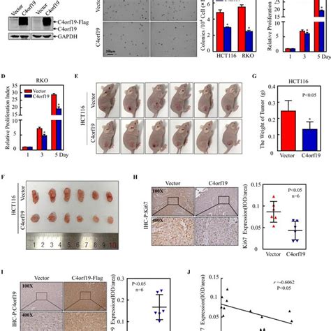 Cdk6 Is An Effector Of C4orf19 To Inhibit Crc Cell Cycle Progression A Download Scientific